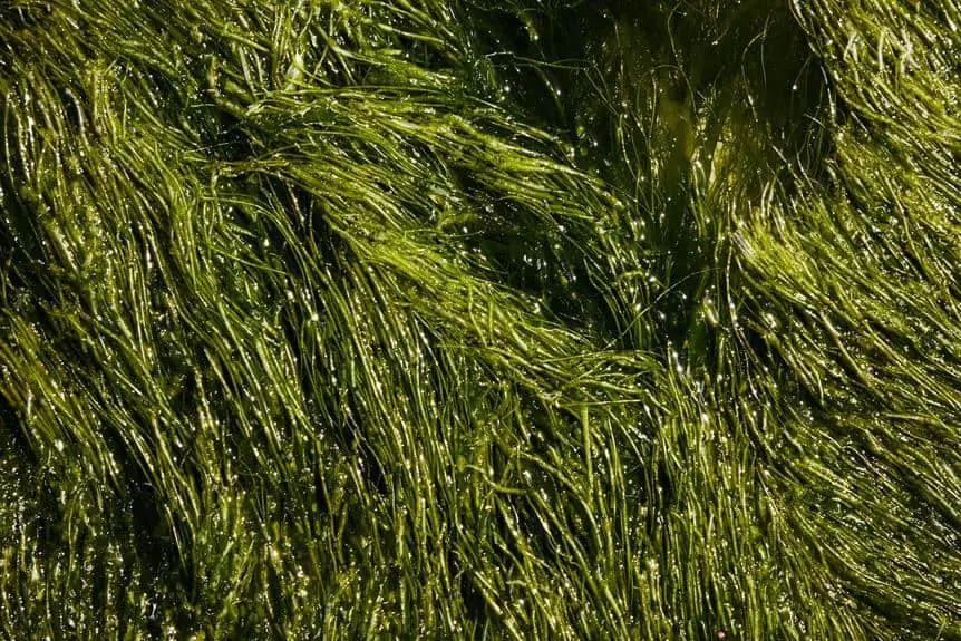 Is Green Algae In A Water Filter Harmful - Water System Expert
